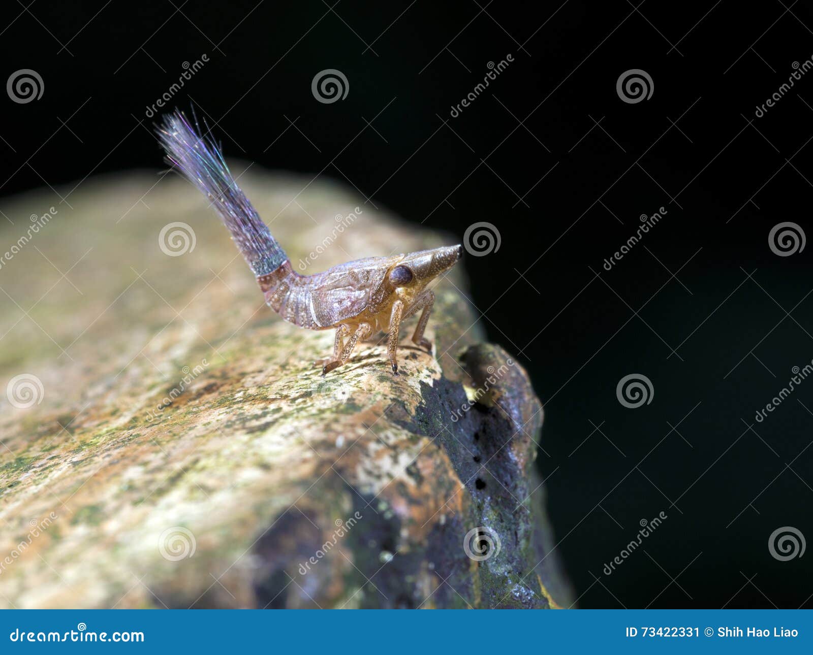 Issidae nymph,insect stock image. Image of macro, nymph - 73422331