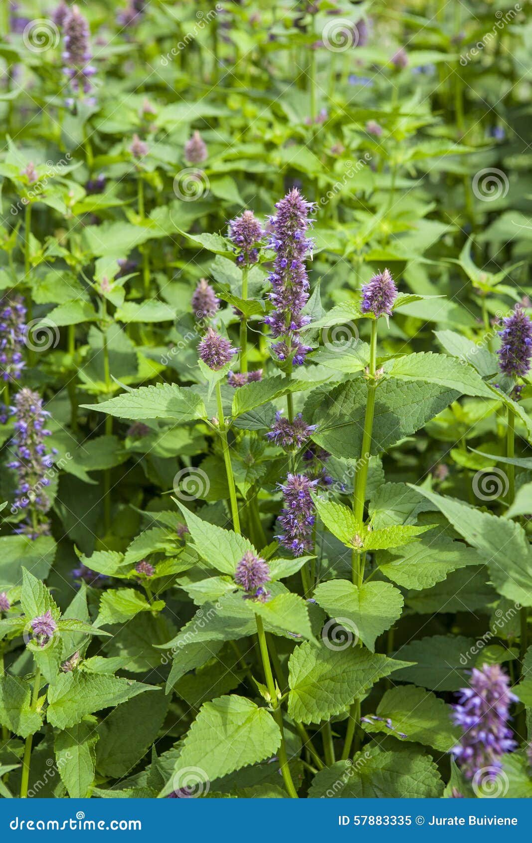 Issopo di anice immagine stock. Immagine di medicinale - 57883335