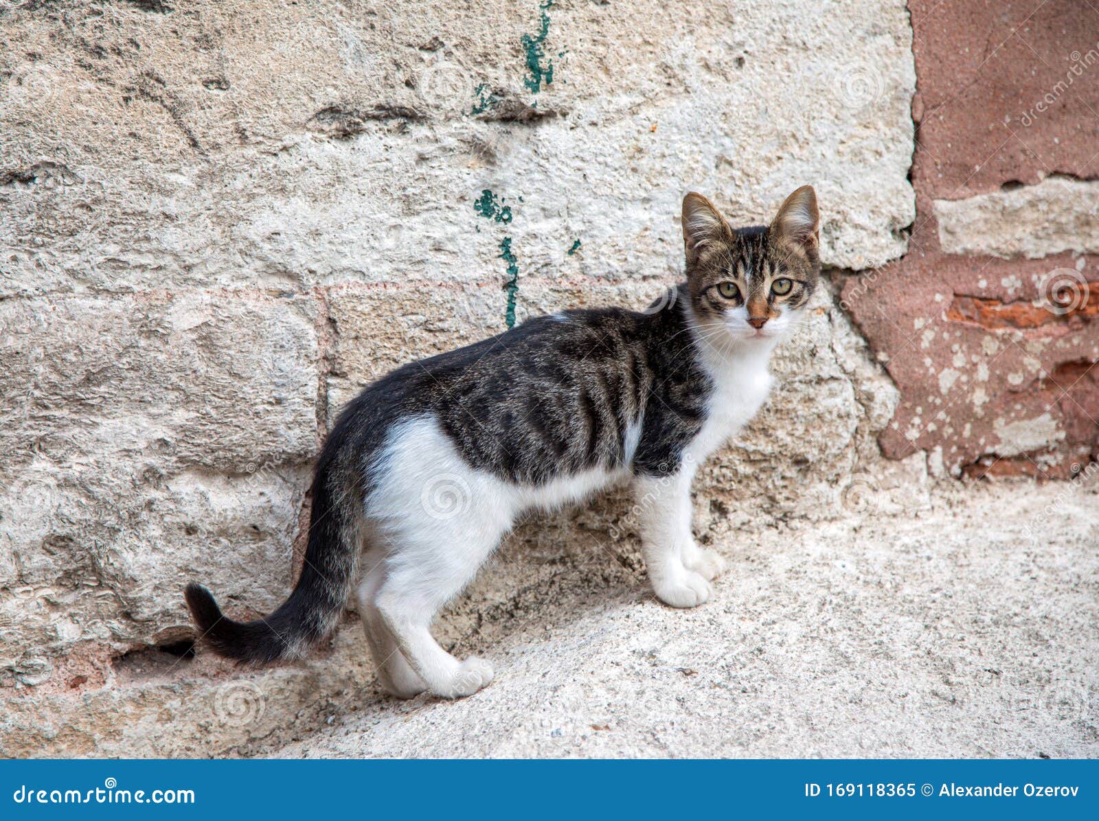 Istambul Homless Cat Looking To Camera Stock Image - Image of cityscape ...