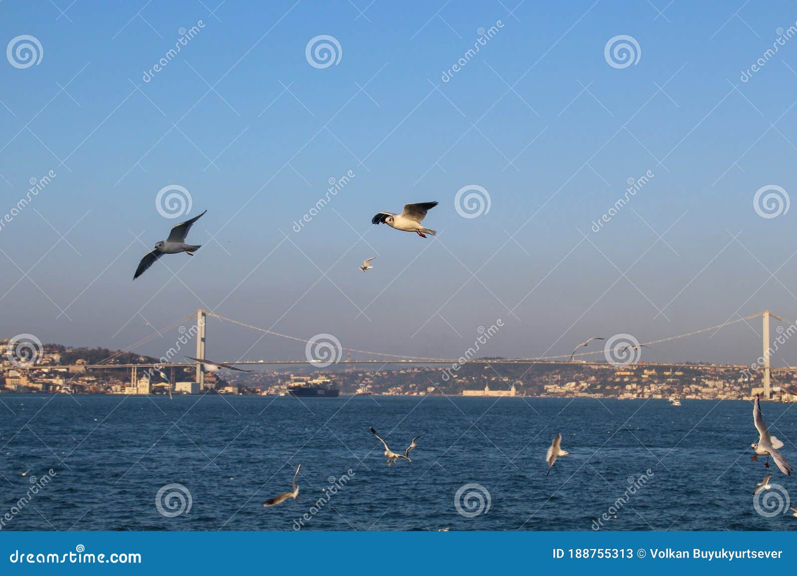 Ä°stanbul Bosphorus Bridge and Seagulls. Editorial Stock Photo - Image ...