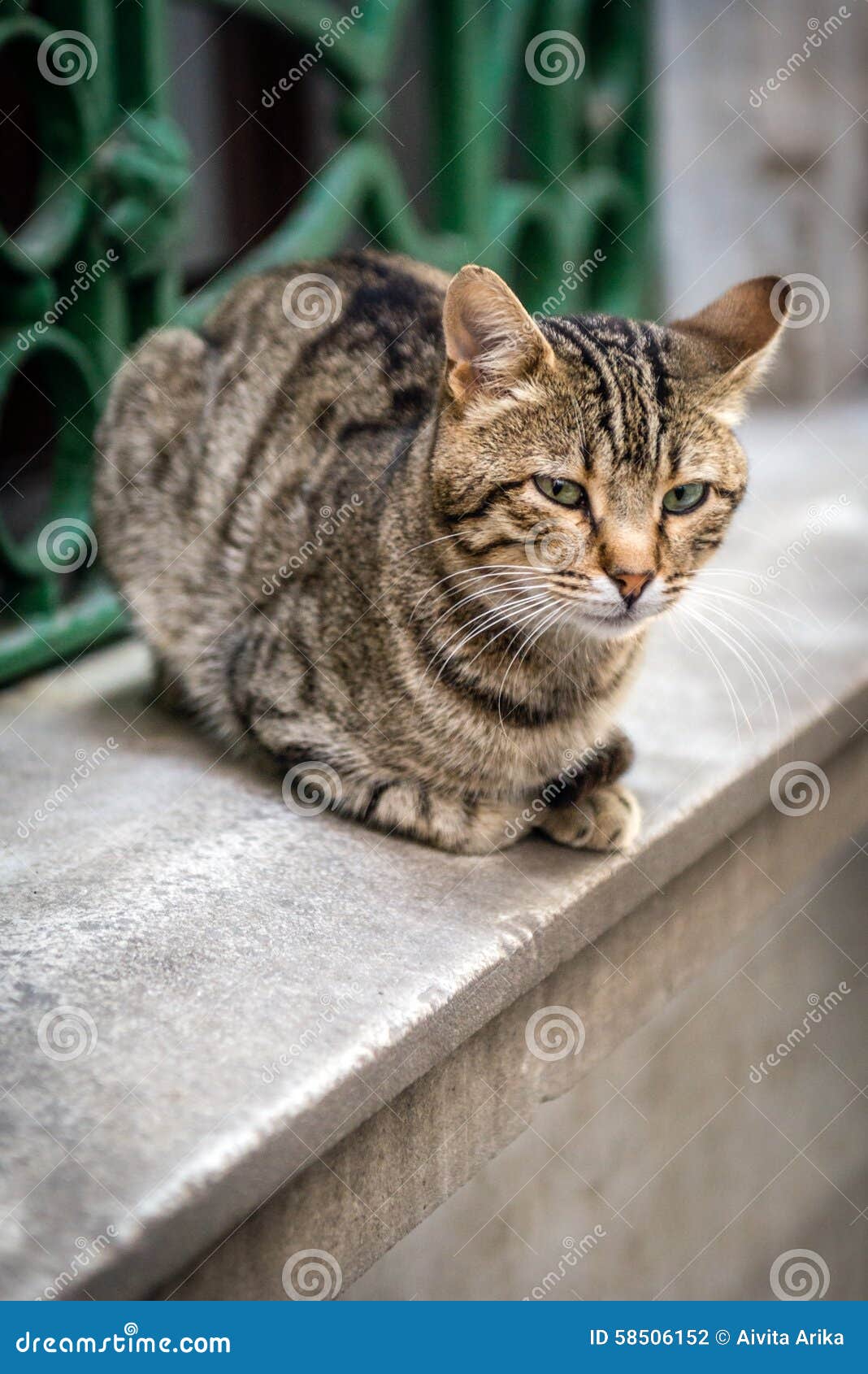 Istanbul Brown tabby cat stock photo. Image of green - 58506152