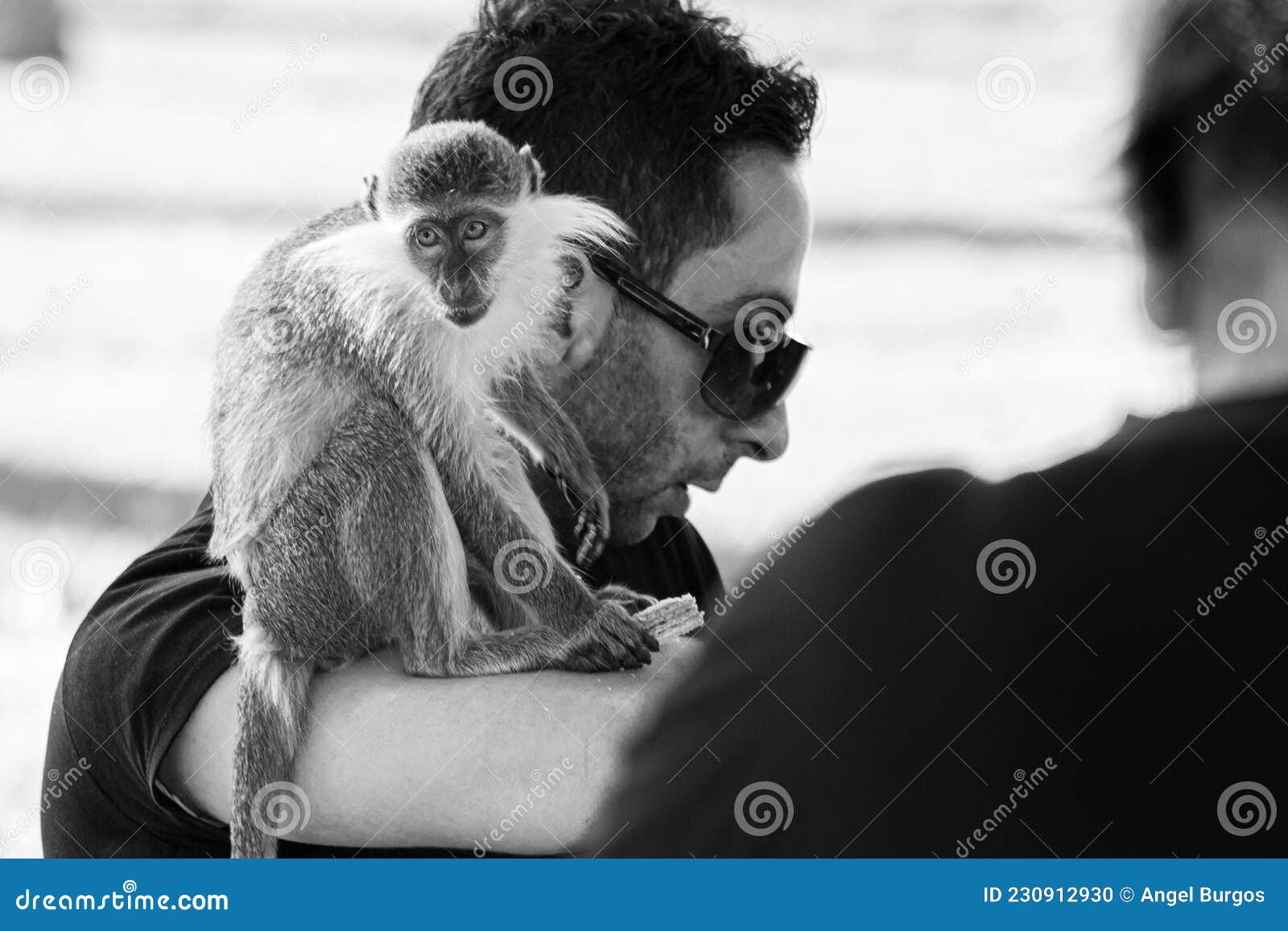 Monkey on a man s arm editorial image. Image of back - 230912930