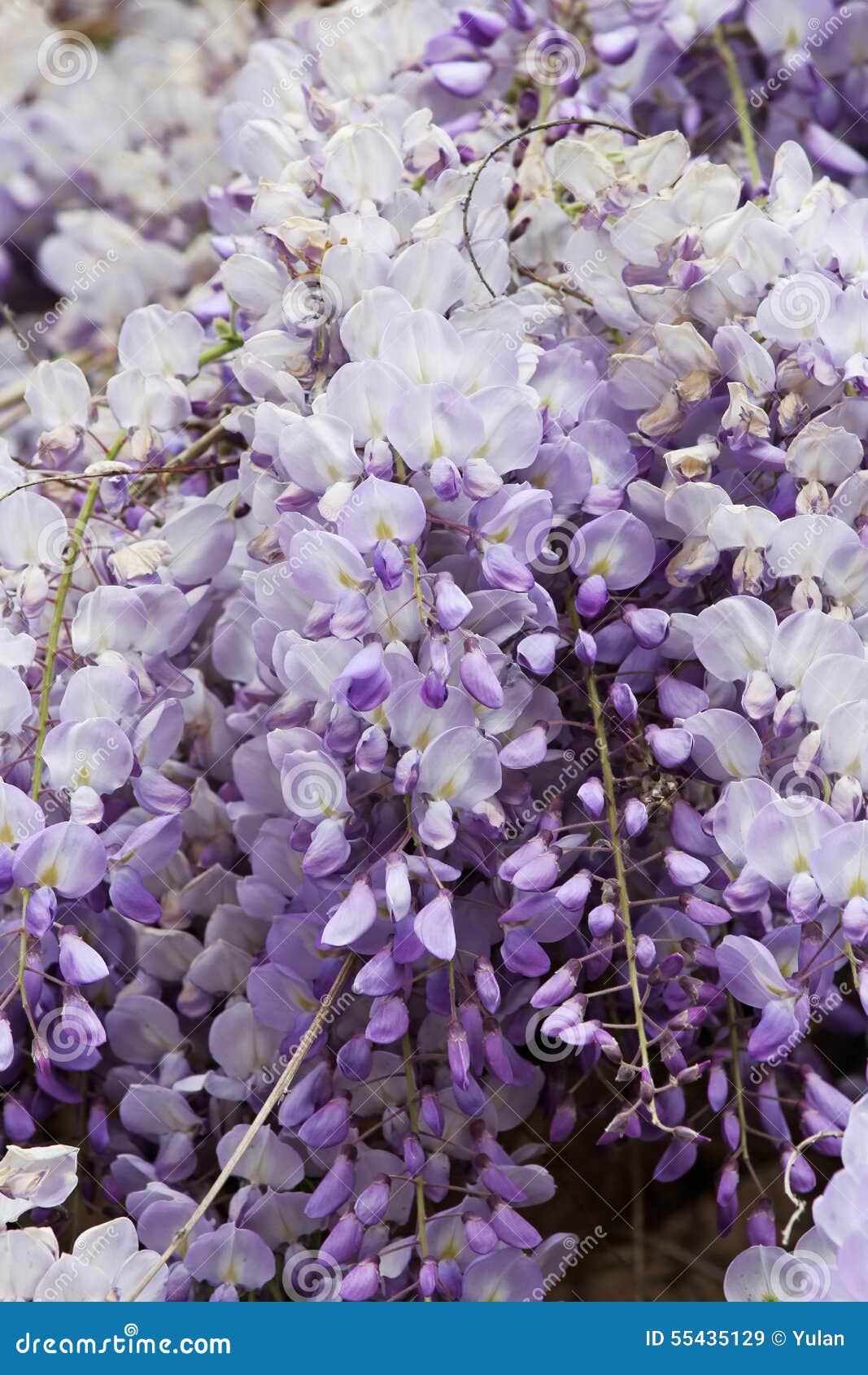 Isteria flower stock image. Image of vine, wisteria, close - 55435129