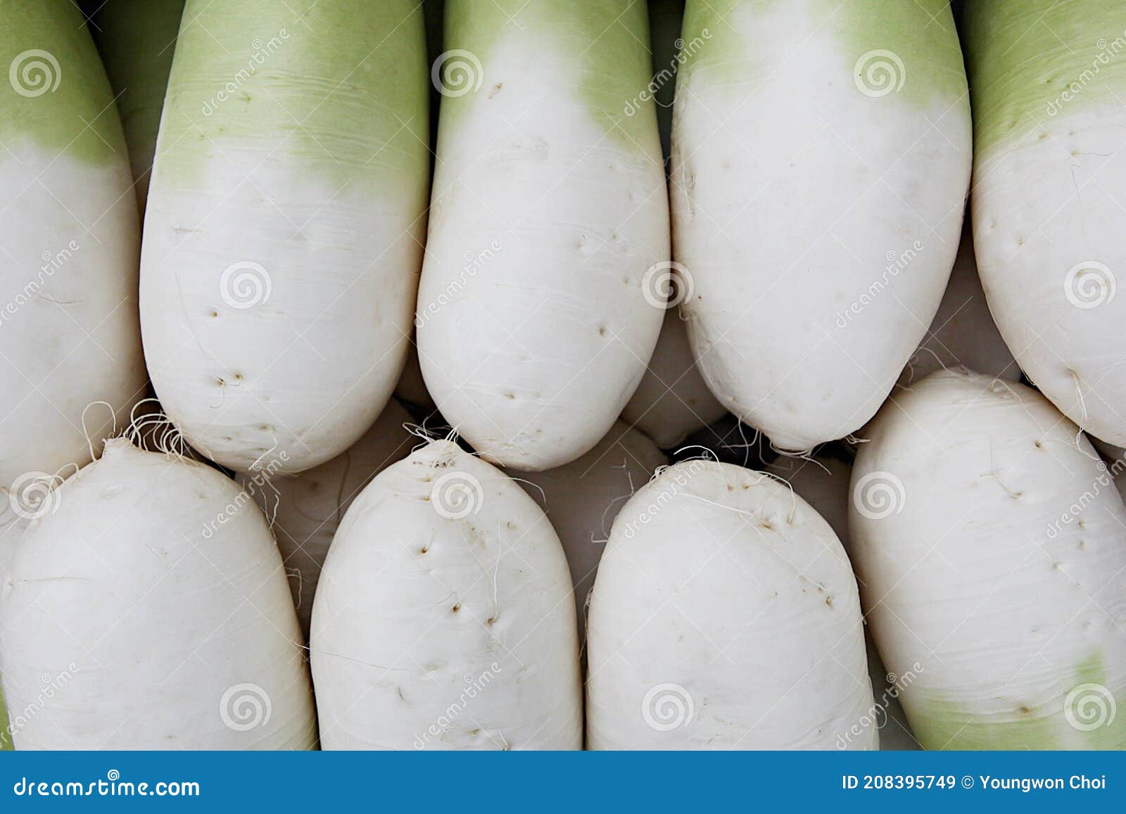Isto é Rabanete Vegetal Coreano Imagem de Stock - Imagem de material ...