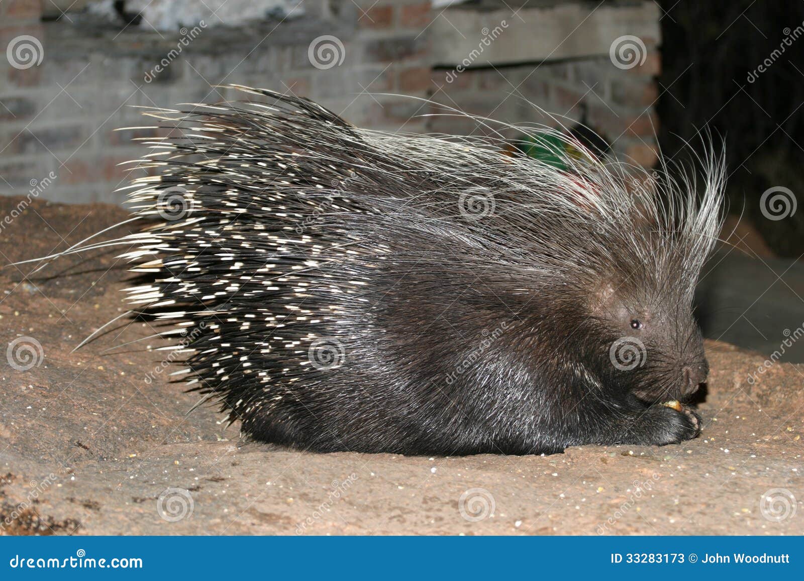 Istrice africano immagine stock. Immagine di consumo - 33283173