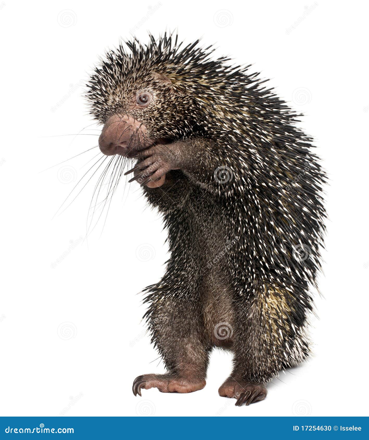 Istrice Brasiliano, Prehensilis Di Coendou Fotografia Stock - Immagine ...