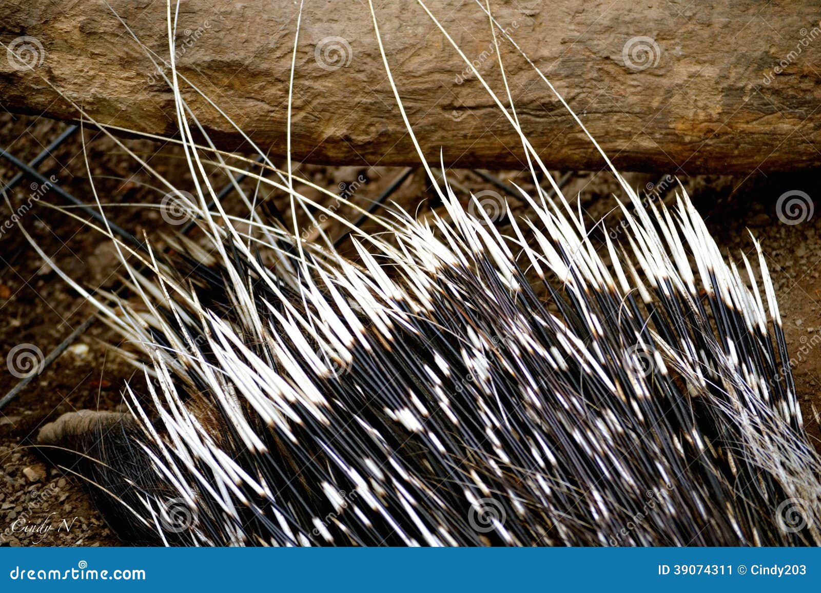 Istrice crestato immagine stock. Immagine di tagliente - 39074311