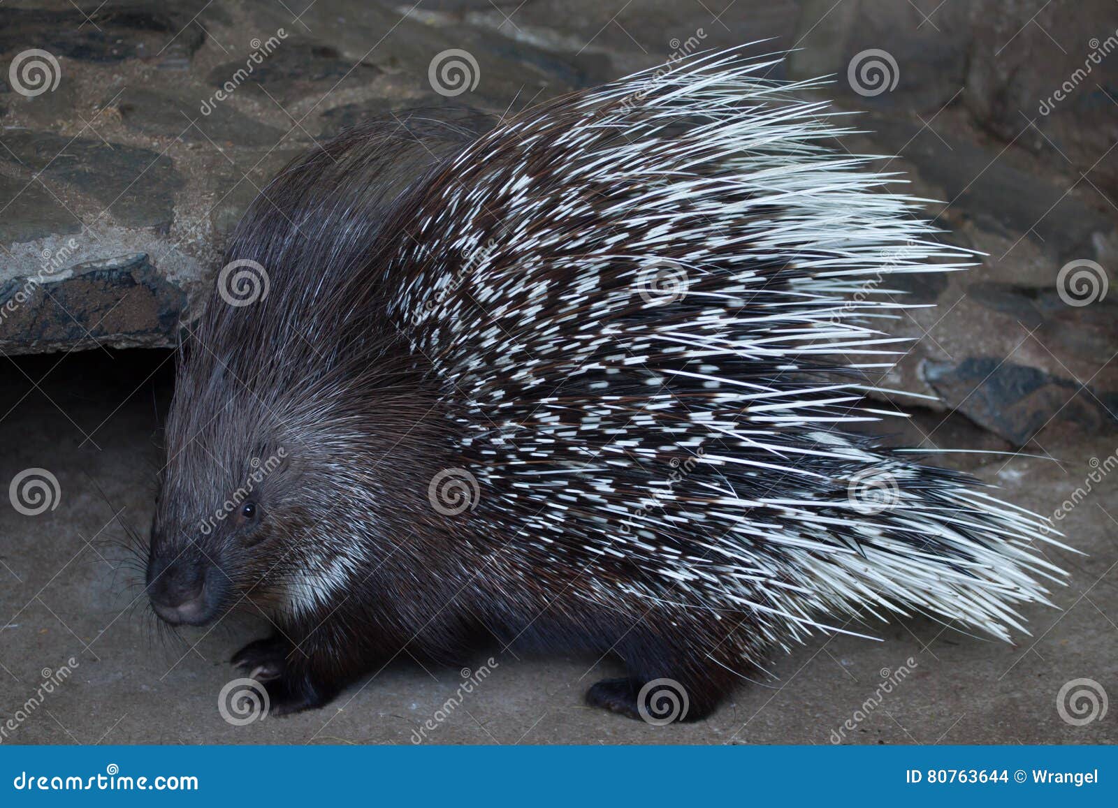 Istrice Crestato Indiano Hystrix Indica Fotografia Stock - Immagine di ...