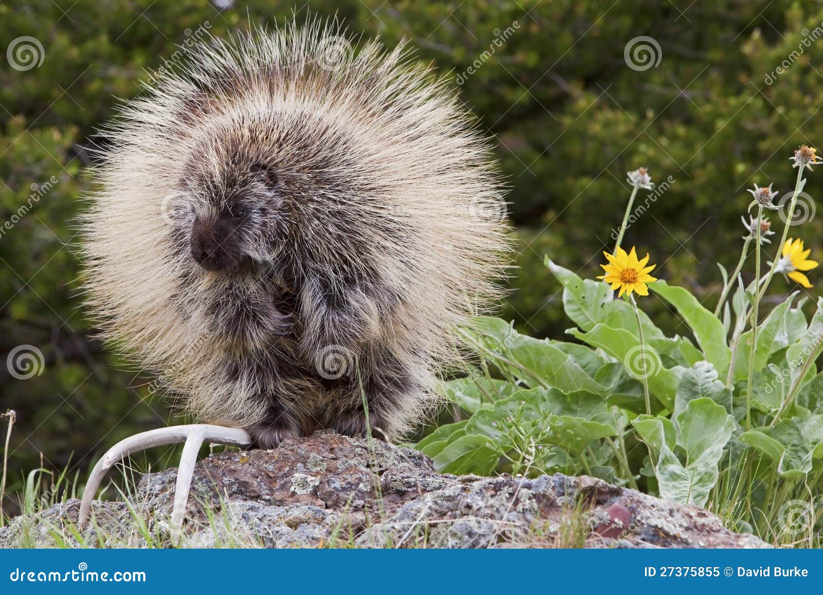 Istrice in legno immagine stock. Immagine di spruzzato - 27375855