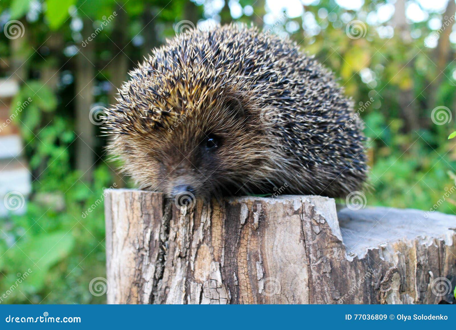 Istrice sul ceppo immagine stock. Immagine di porcospino - 77036809