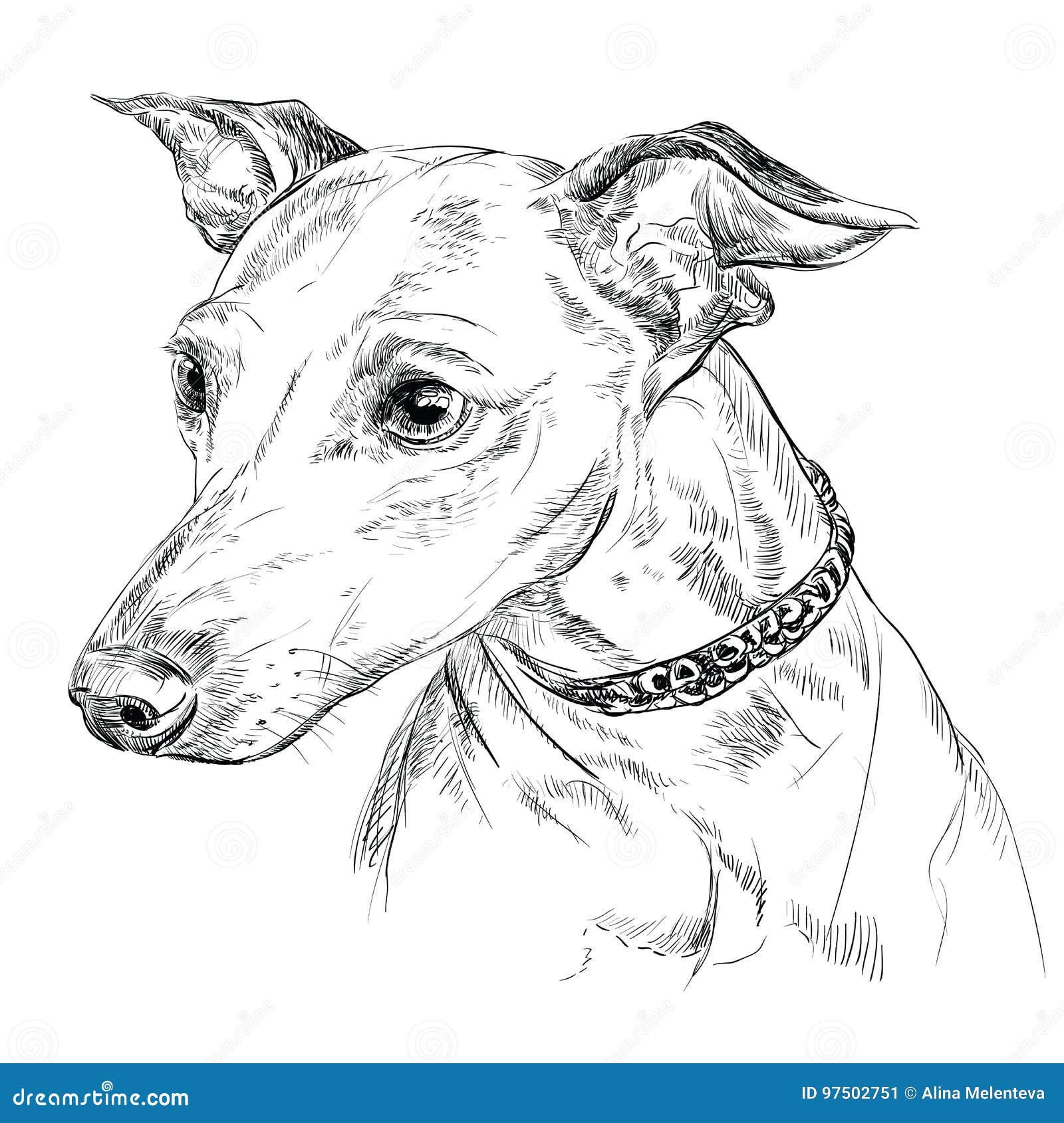 Italiaans De Tekeningsportret Van De Windhond Vectorhand Vector ...