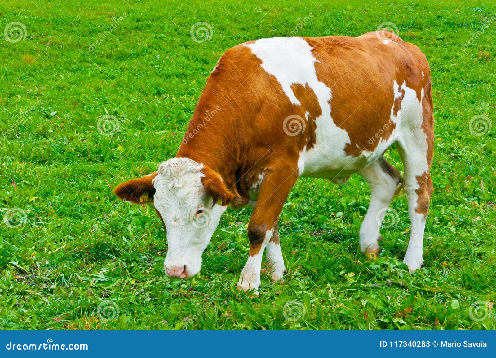 Italiaanse rode bonte koe stock afbeelding. Image of rood - 117340283