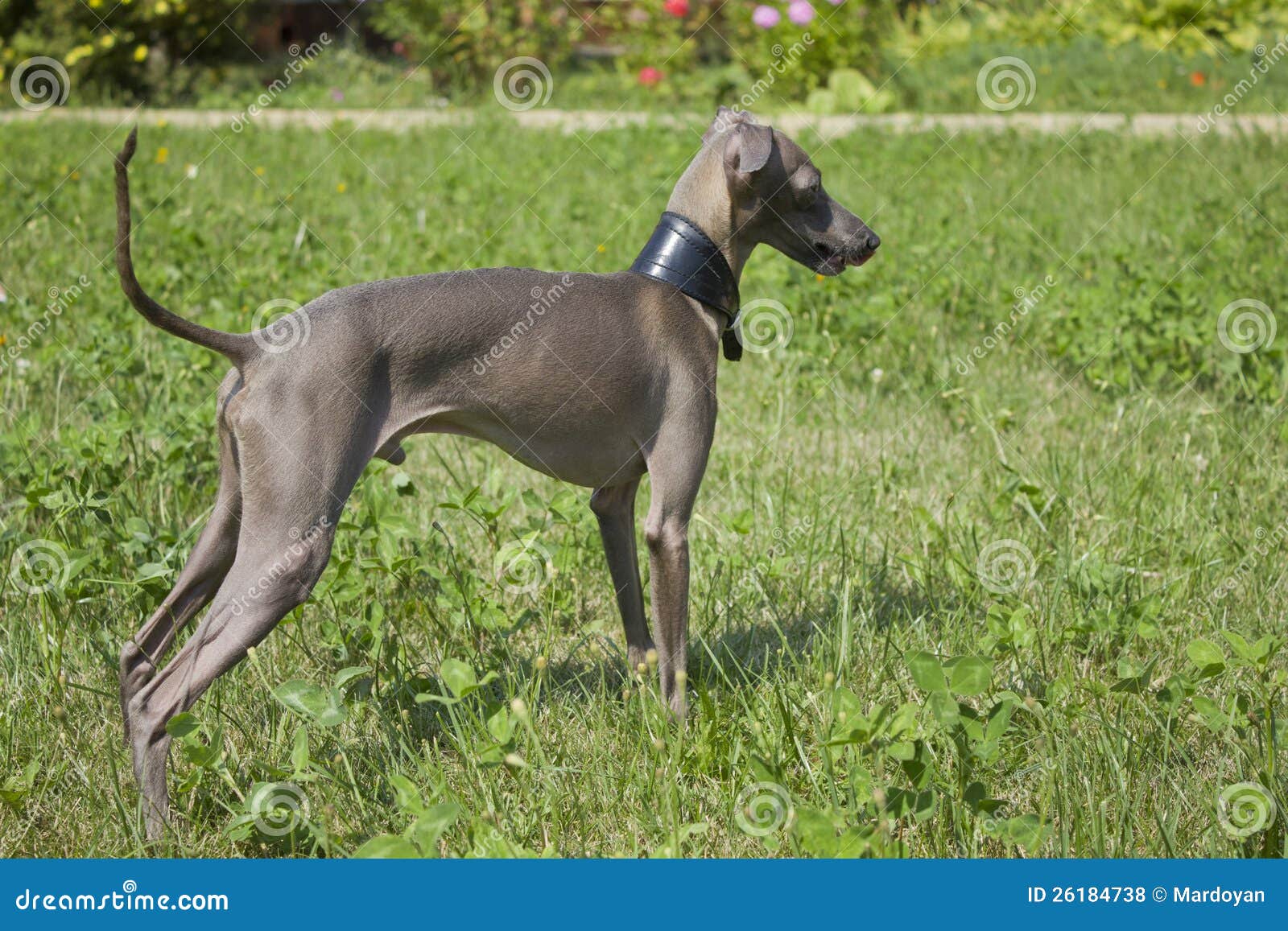 Italiaanse windhond stock foto. Image of vriend, mooi - 26184738