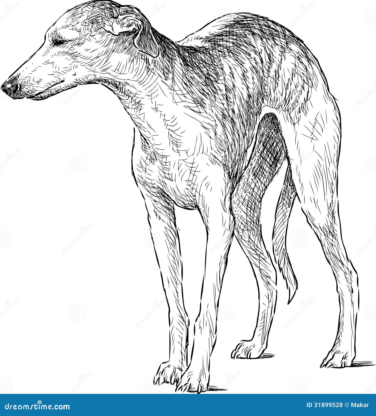 Italiaanse windhond vector illustratie. Illustration of huisdier - 31899528