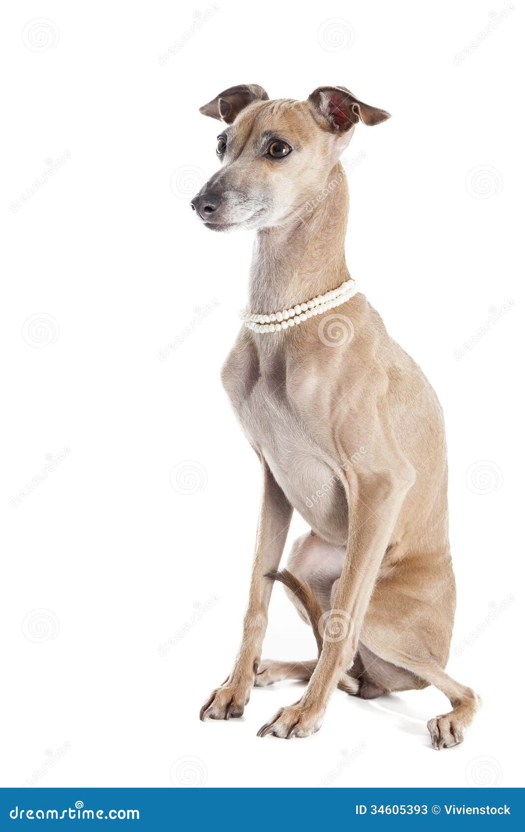 Italiaanse windhond stock afbeelding. Image of camera - 34605393