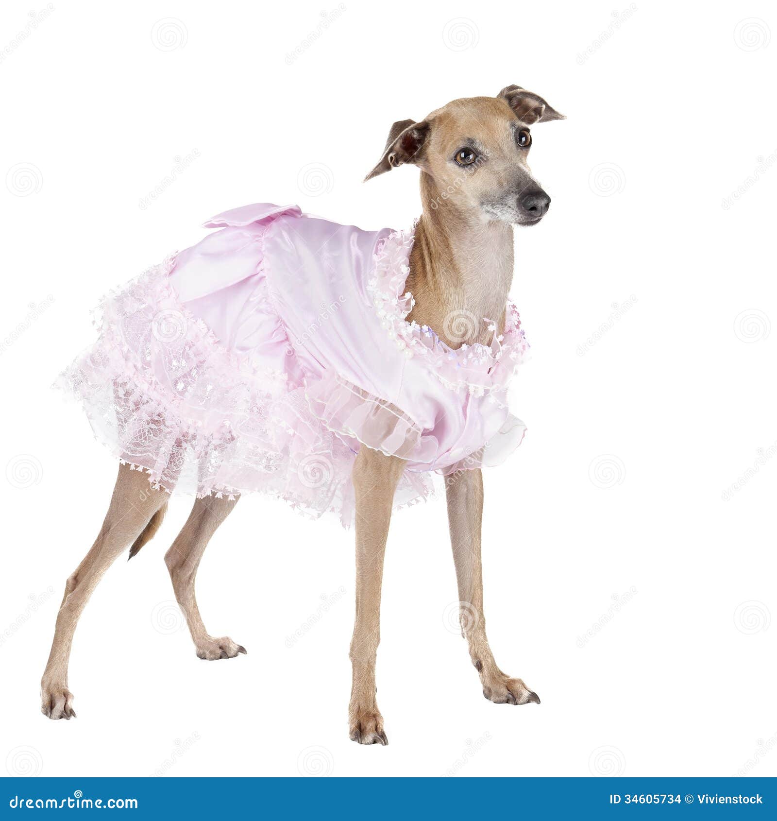 Italiaanse windhond stock foto. Image of schot, besnoeiing - 34605734