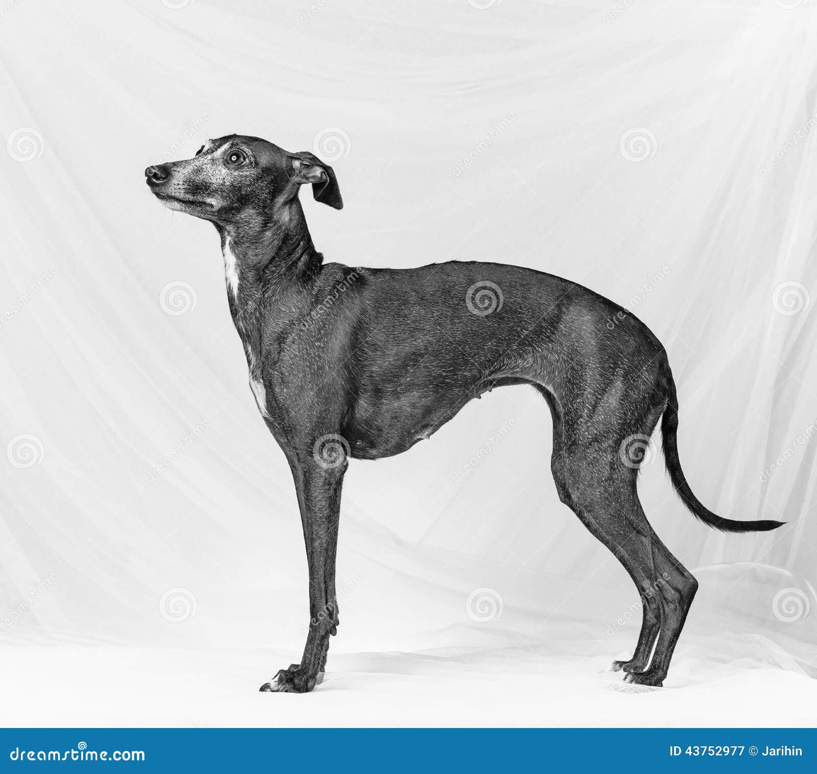 Italiaanse windhond stock afbeelding. Image of vriend - 43752977