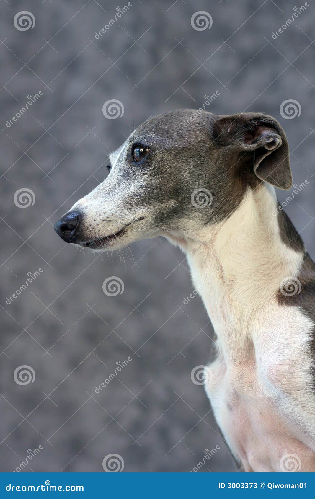 Italiaanse Windhond I stock afbeelding. Image of gezicht - 3003373