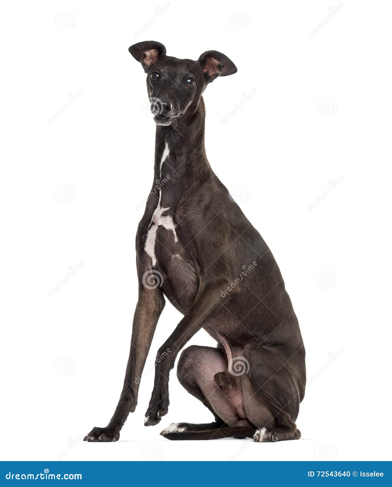 Italiaanse Windhond op wit stock foto. Image of rasecht - 72543640