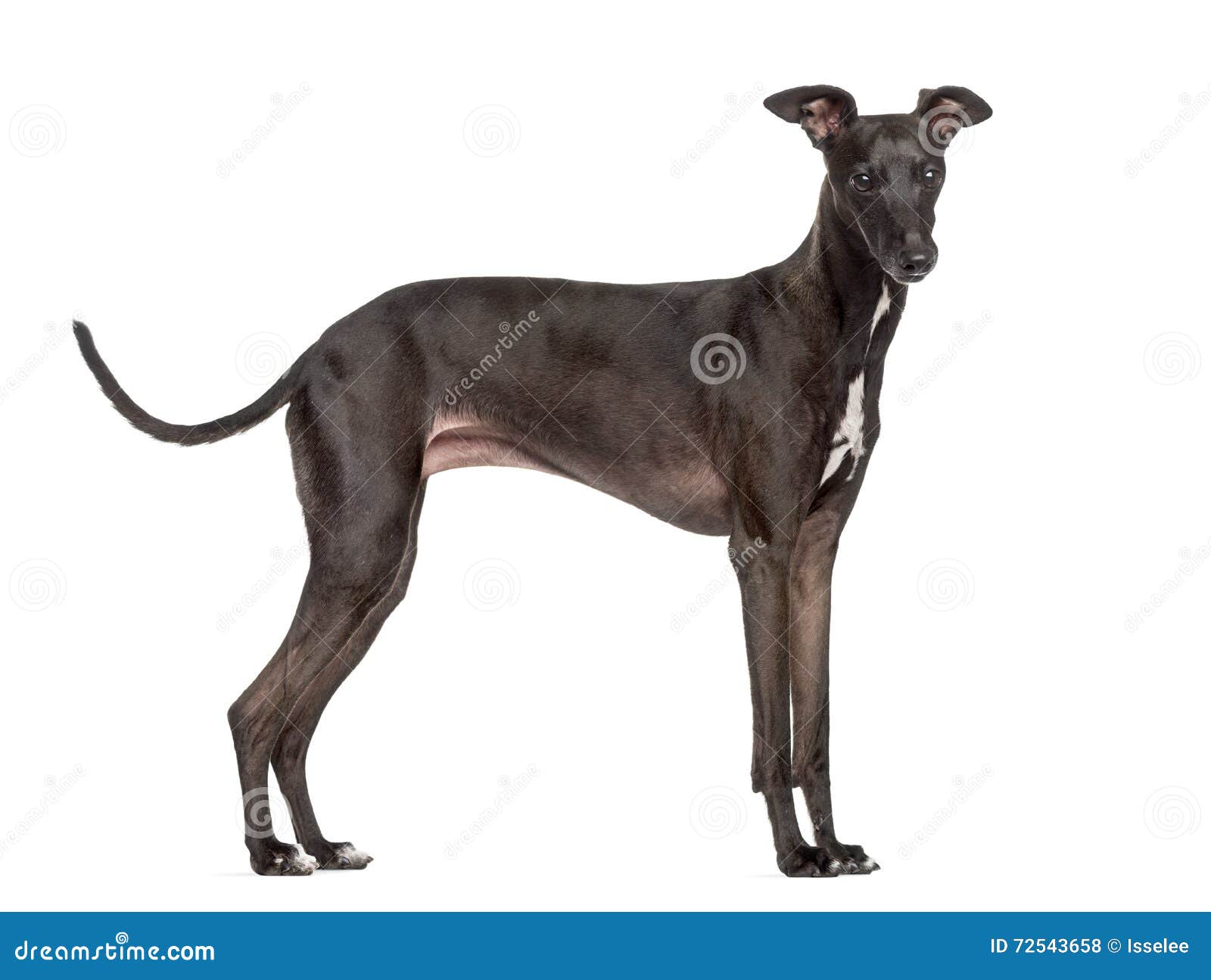 Italiaanse Windhond op wit stock foto. Image of mening - 72543658