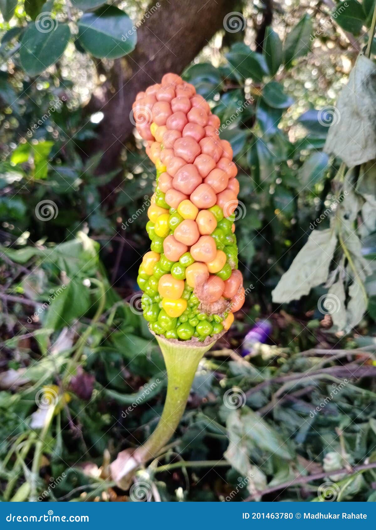 Italian Arum Beautiful Tree in Fruit Classes. Stock Photo - Image of ...