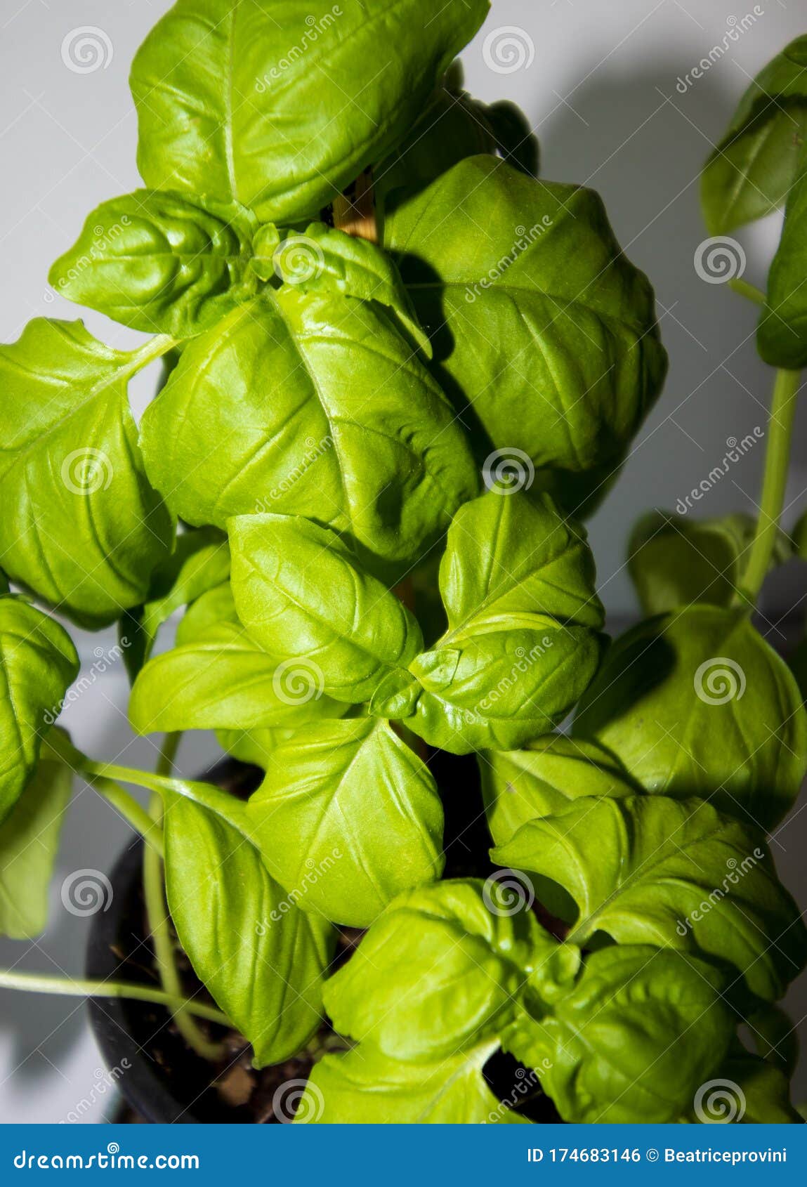 Italian Basil Plant in Home Stock Photo - Image of leaf, traditional ...