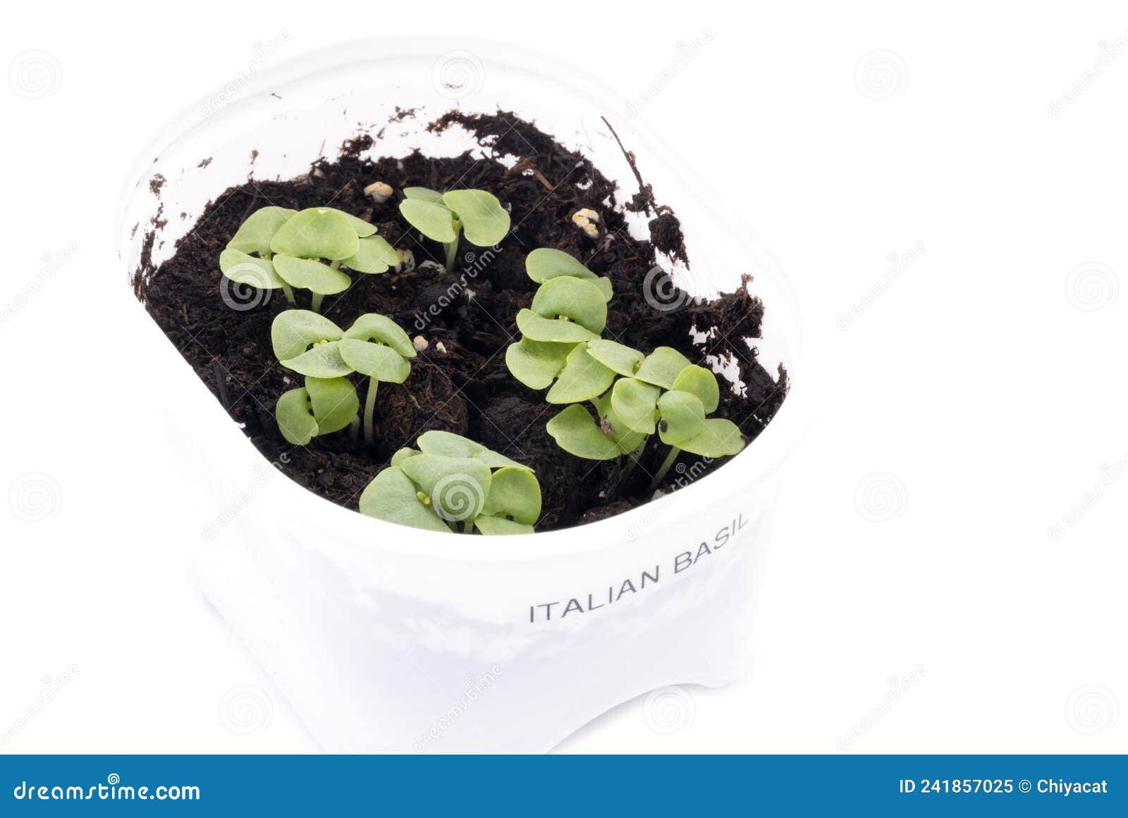 Basil Seedlings Growing in a Plastic Container Isolated on White Stock ...