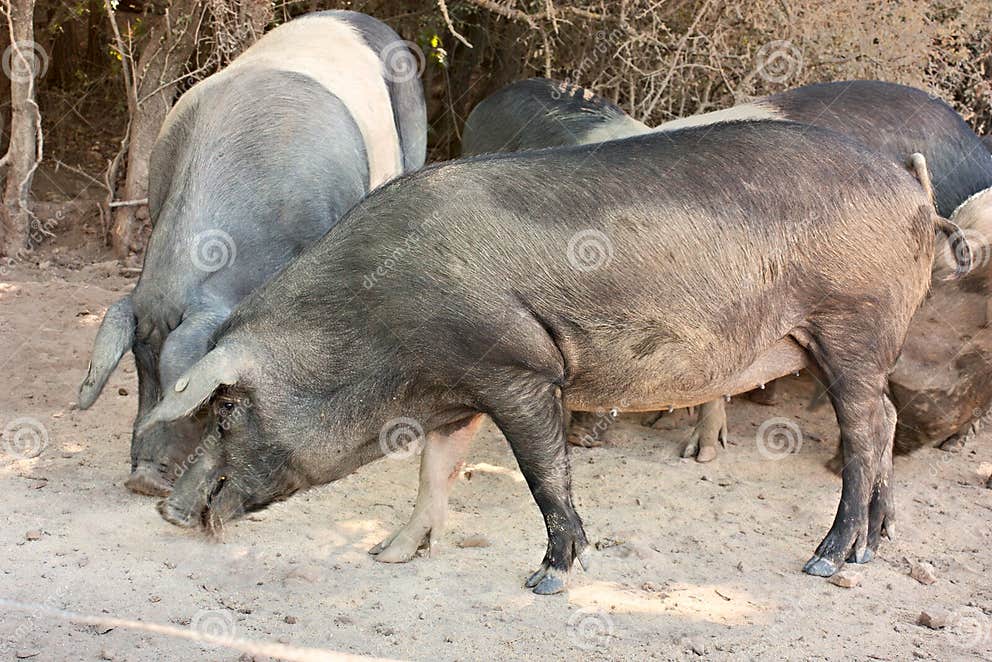 Italian breed of pigs stock photo. Image of rural, farming - 21768720