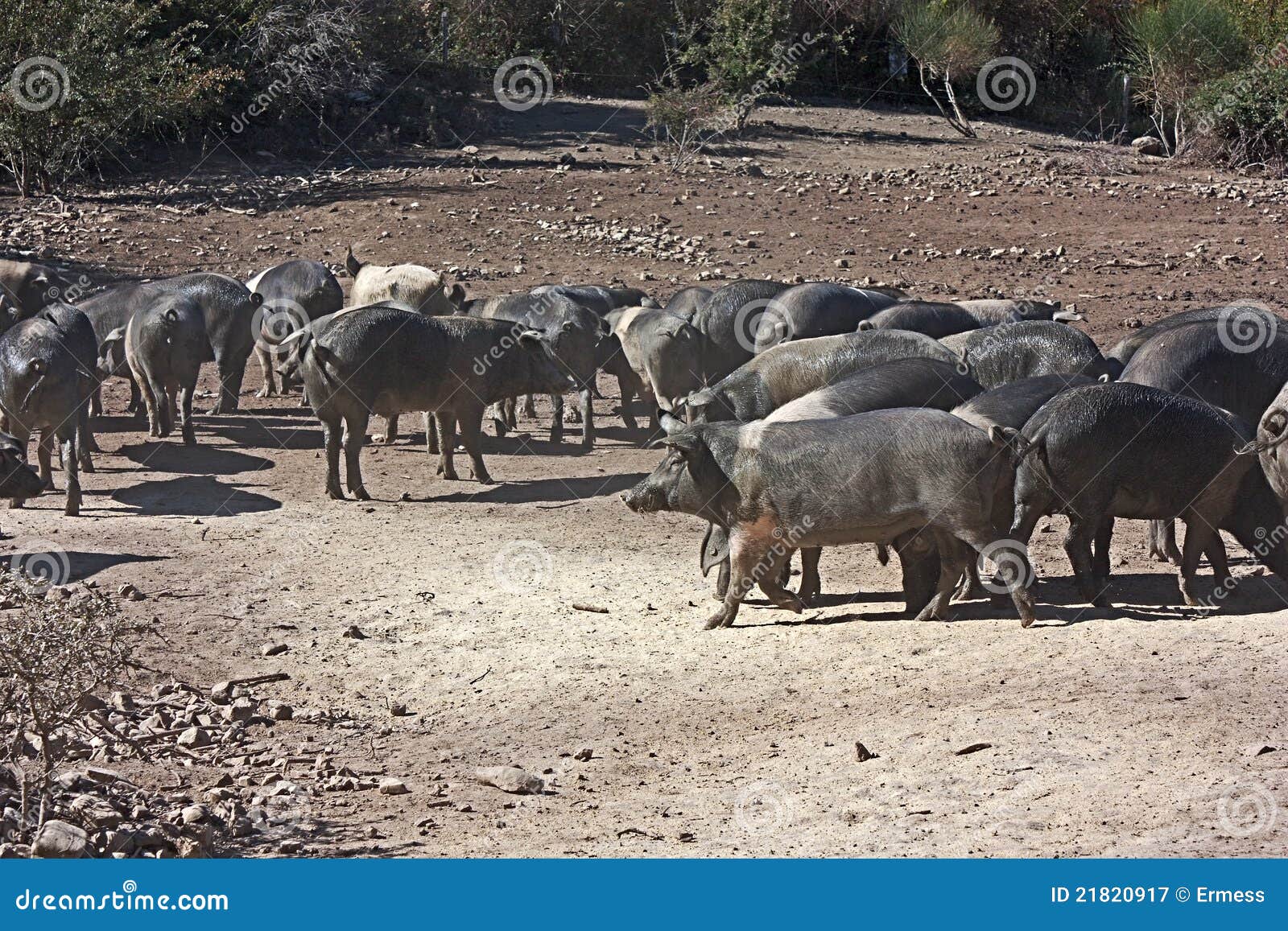Italian breed of pigs stock image. Image of rearing, rural - 21820917