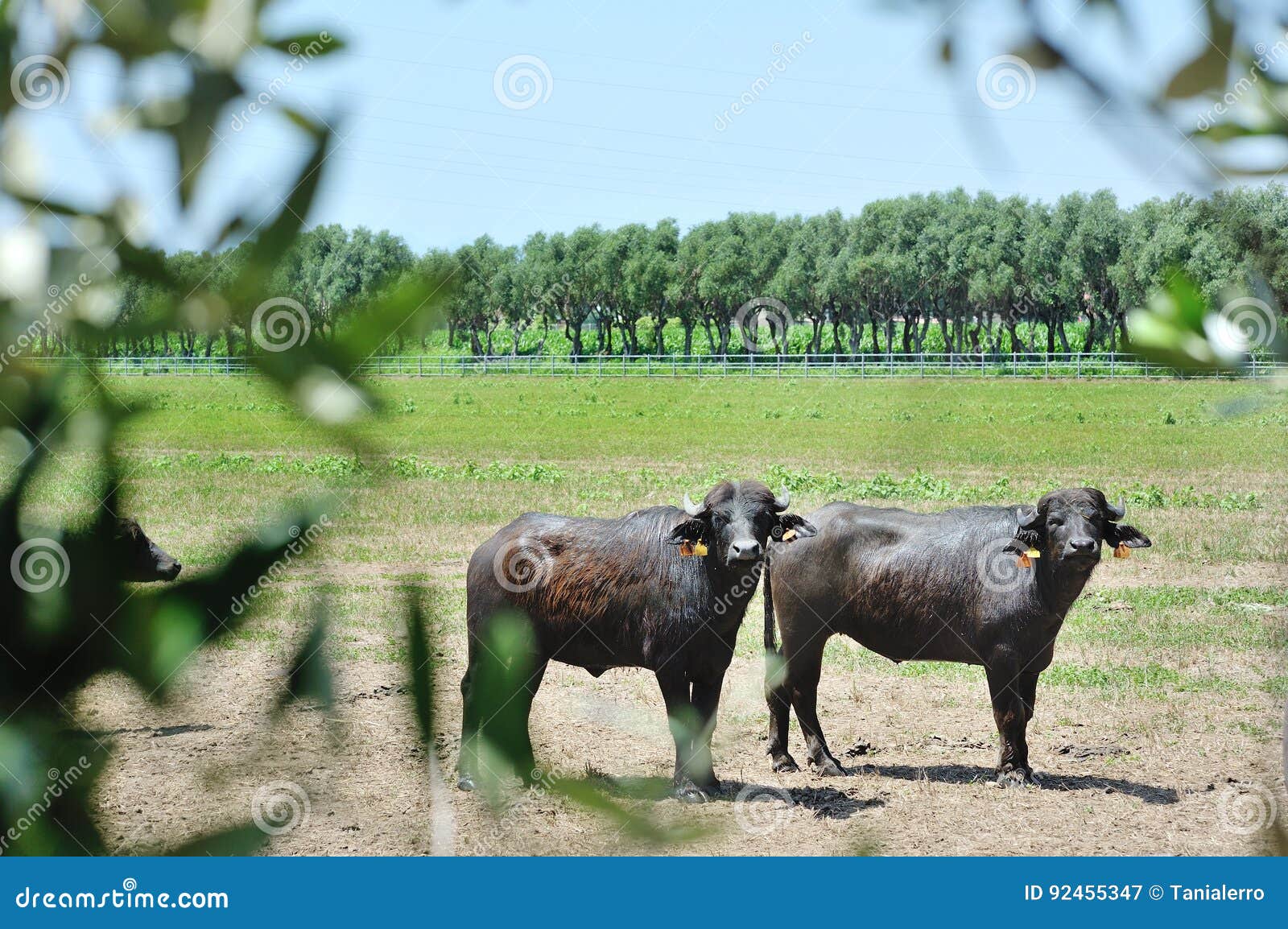 Italian buffalo in a field stock image. Image of field - 92455347