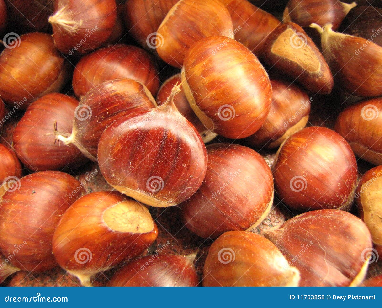 Italian chestnut stock photo. Image of fresh, macro, harvest - 11753858