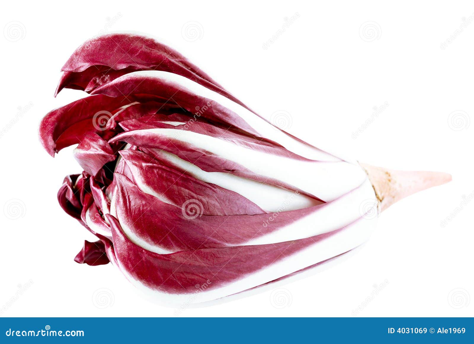 Italian chicory stock image. Image of italian, plant, white - 4031069