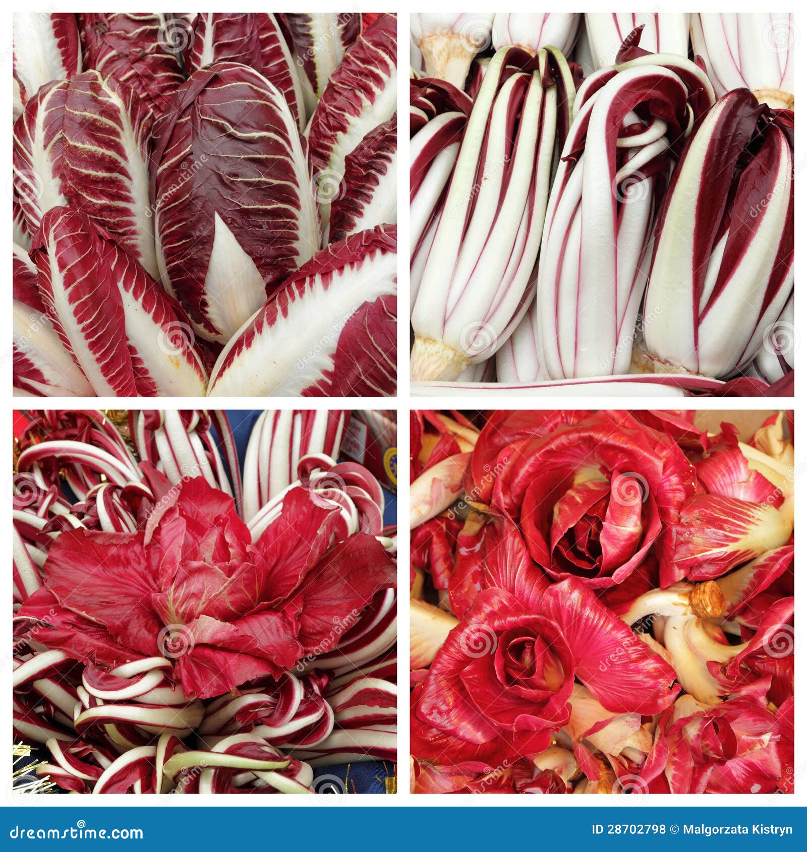 Italian chicory mix stock photo. Image of color, belgian - 28702798