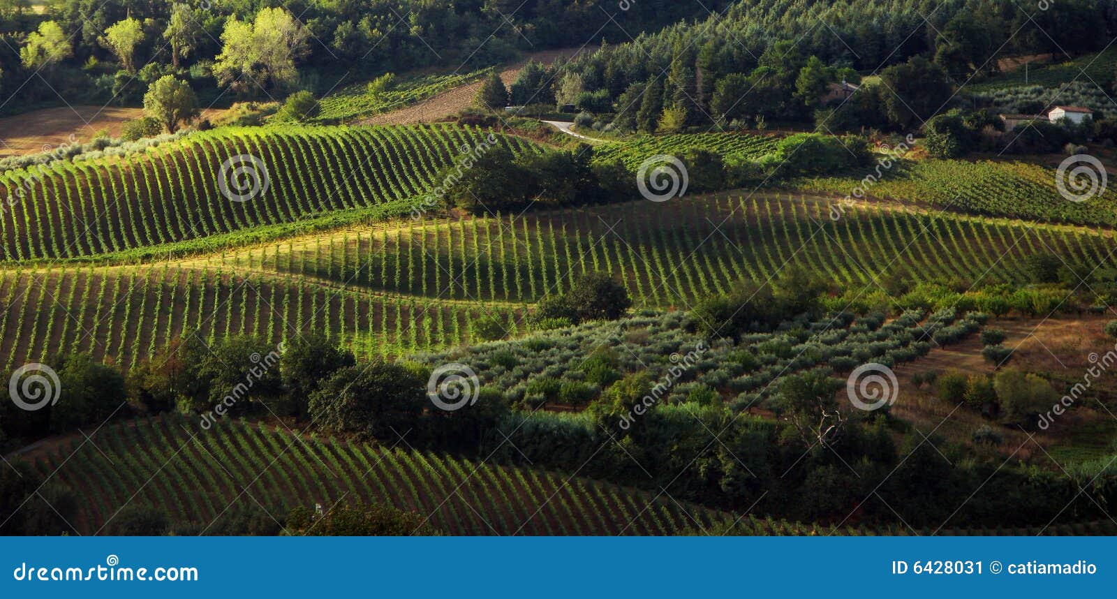 Italian country stock image. Image of trees, hill, land - 6428031