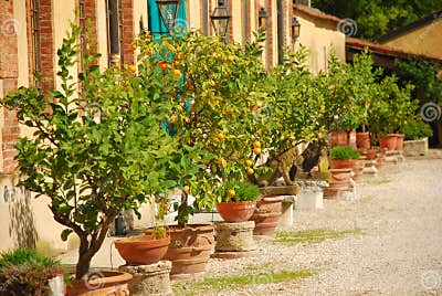 Italian Courtyard with Potted Lemon Trees Stock Image - Image of ...