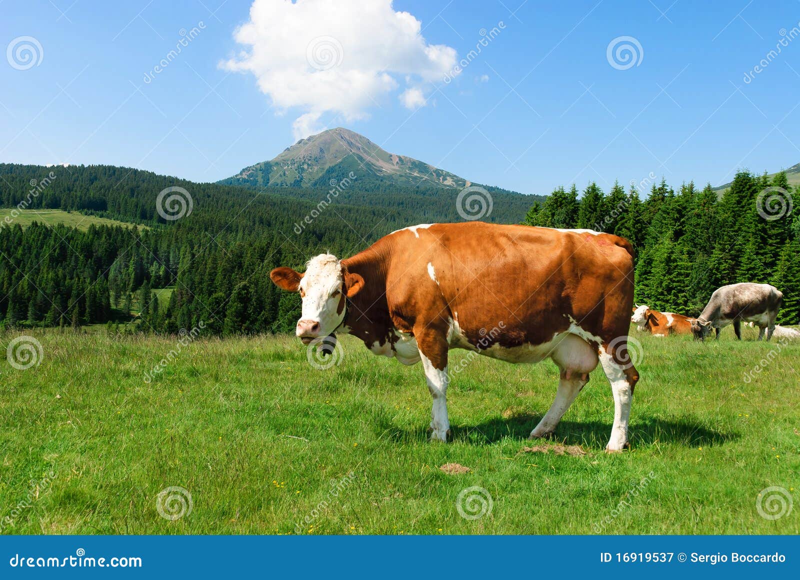 Italian Cow stock image. Image of mountains, summer, season - 16919537