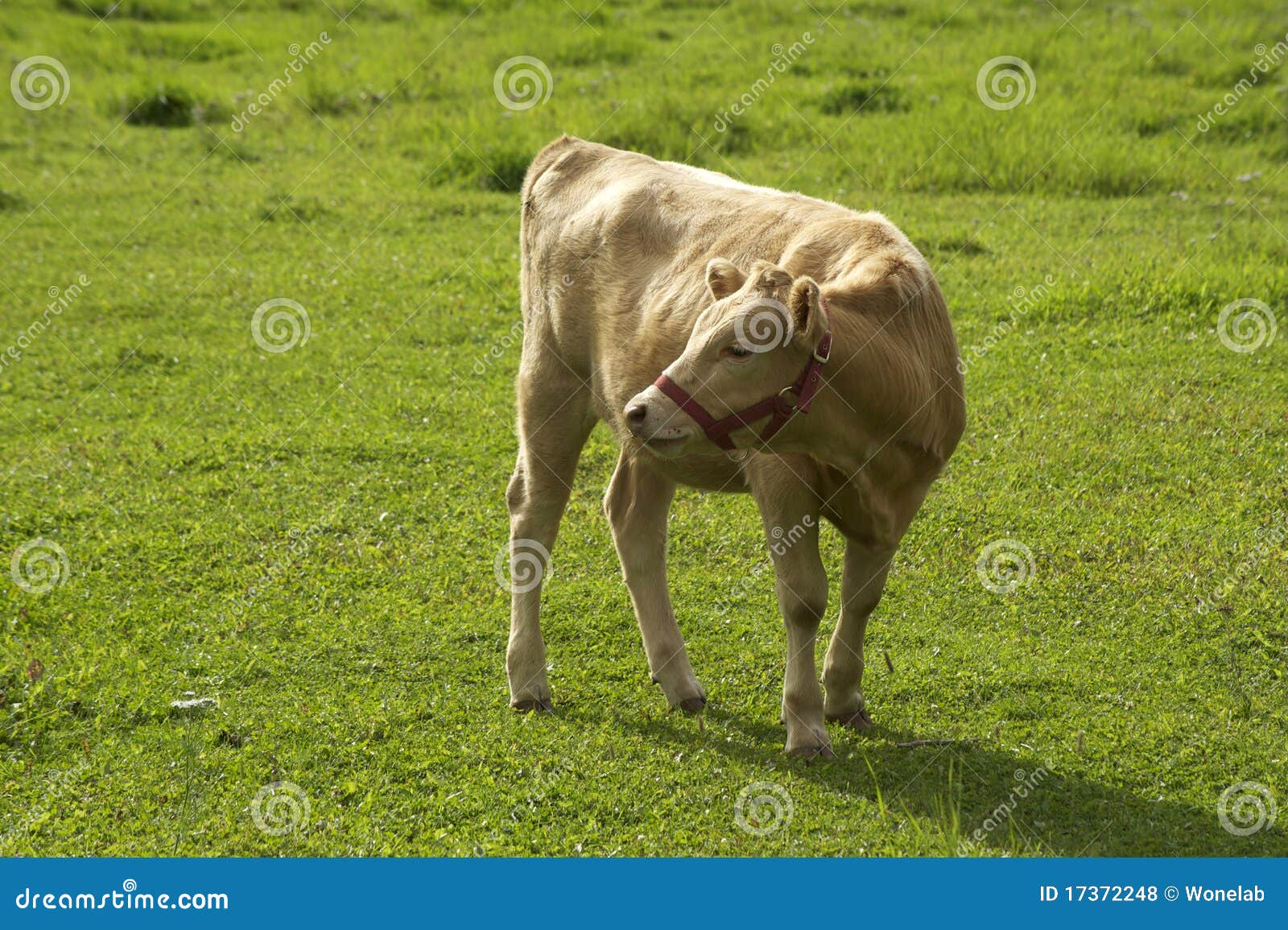 Italian cow stock photo. Image of blue, pasture, milk - 17372248