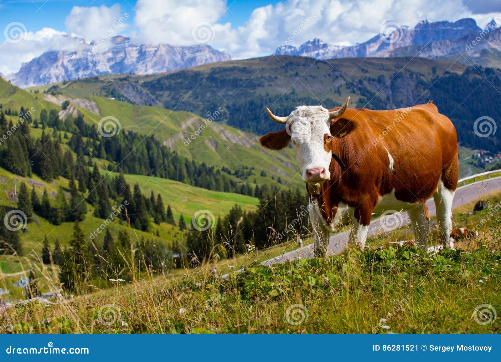 Italian cows on a pasture stock image. Image of high - 86281521