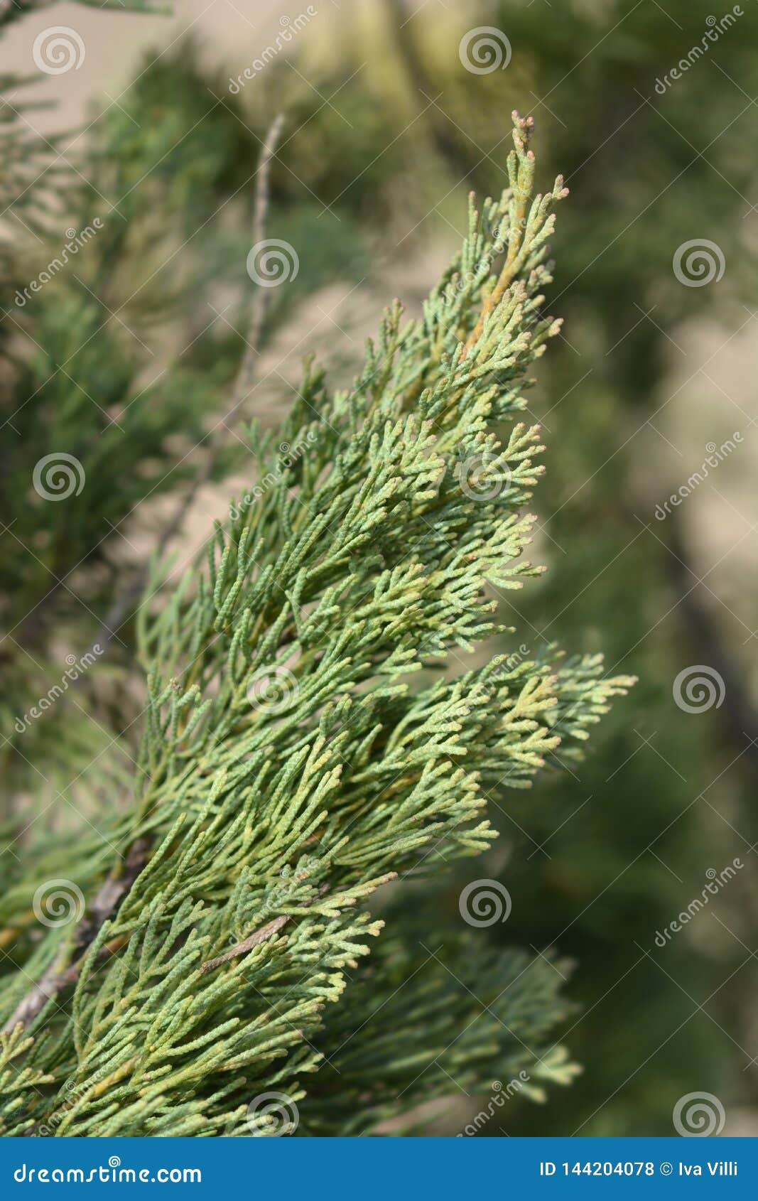 Italian Cypress Cupressus Sempervirens. Stock Photo | CartoonDealer.com ...