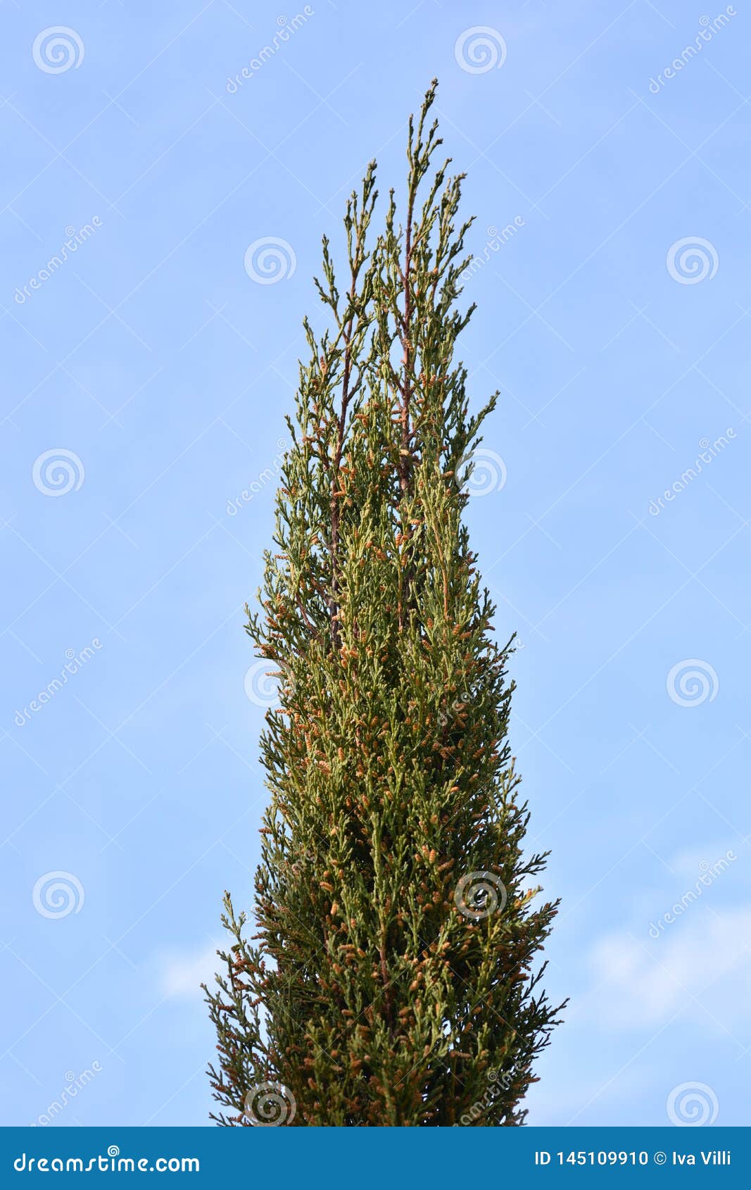Italian Cypress stock photo. Image of cone, branch, nature - 145109910
