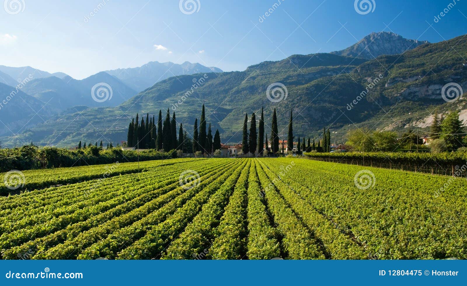 Italian Farm stock image. Image of hills, pine, italy - 12804475