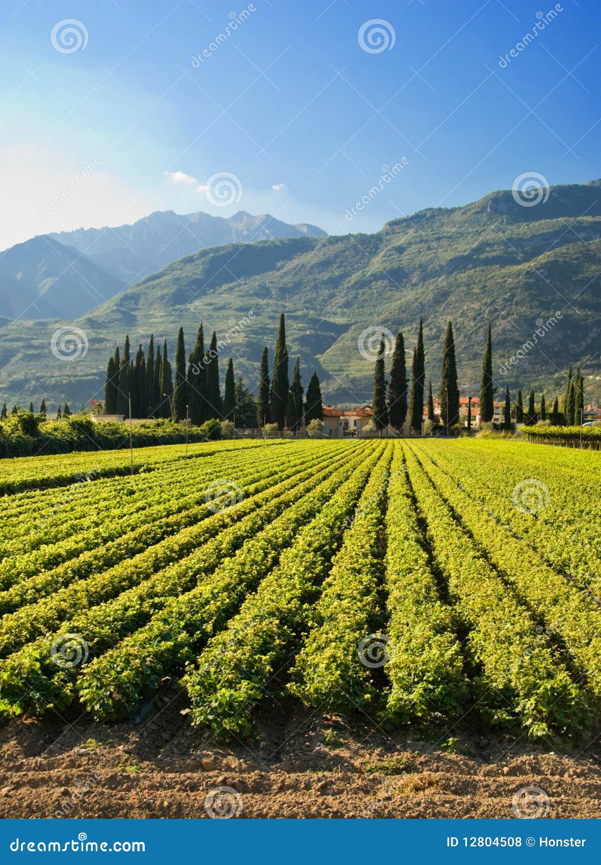 Italian Farm stock photo. Image of fertile, evergreen - 12804508