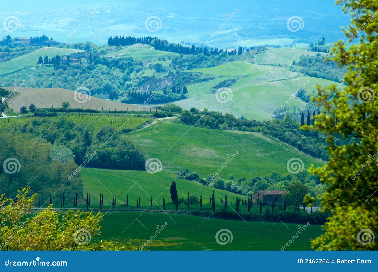 Italian fields stock photo. Image of pastoral, growing - 2462264