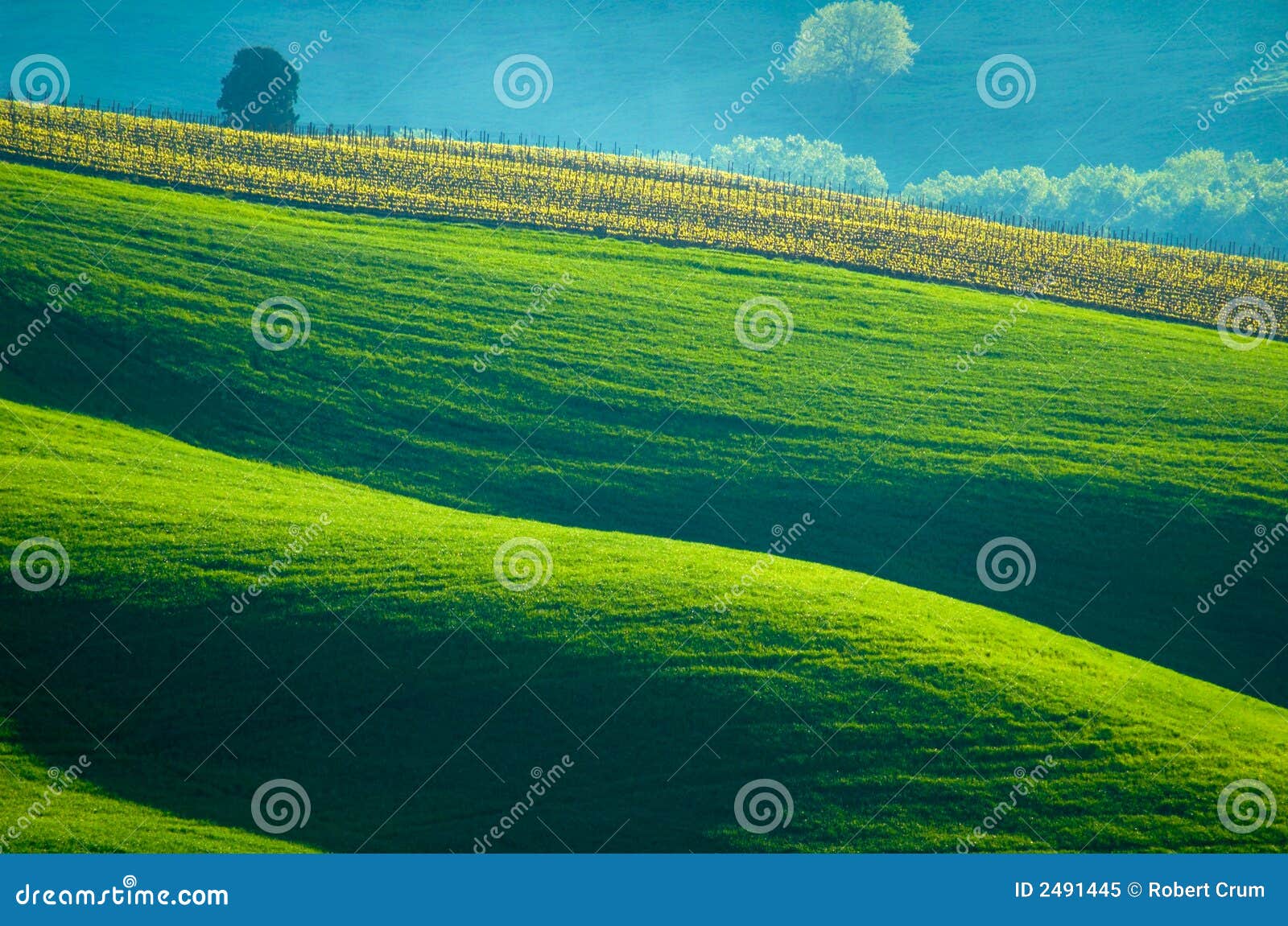 Italian fields stock image. Image of orcia, europe, growing - 2491445