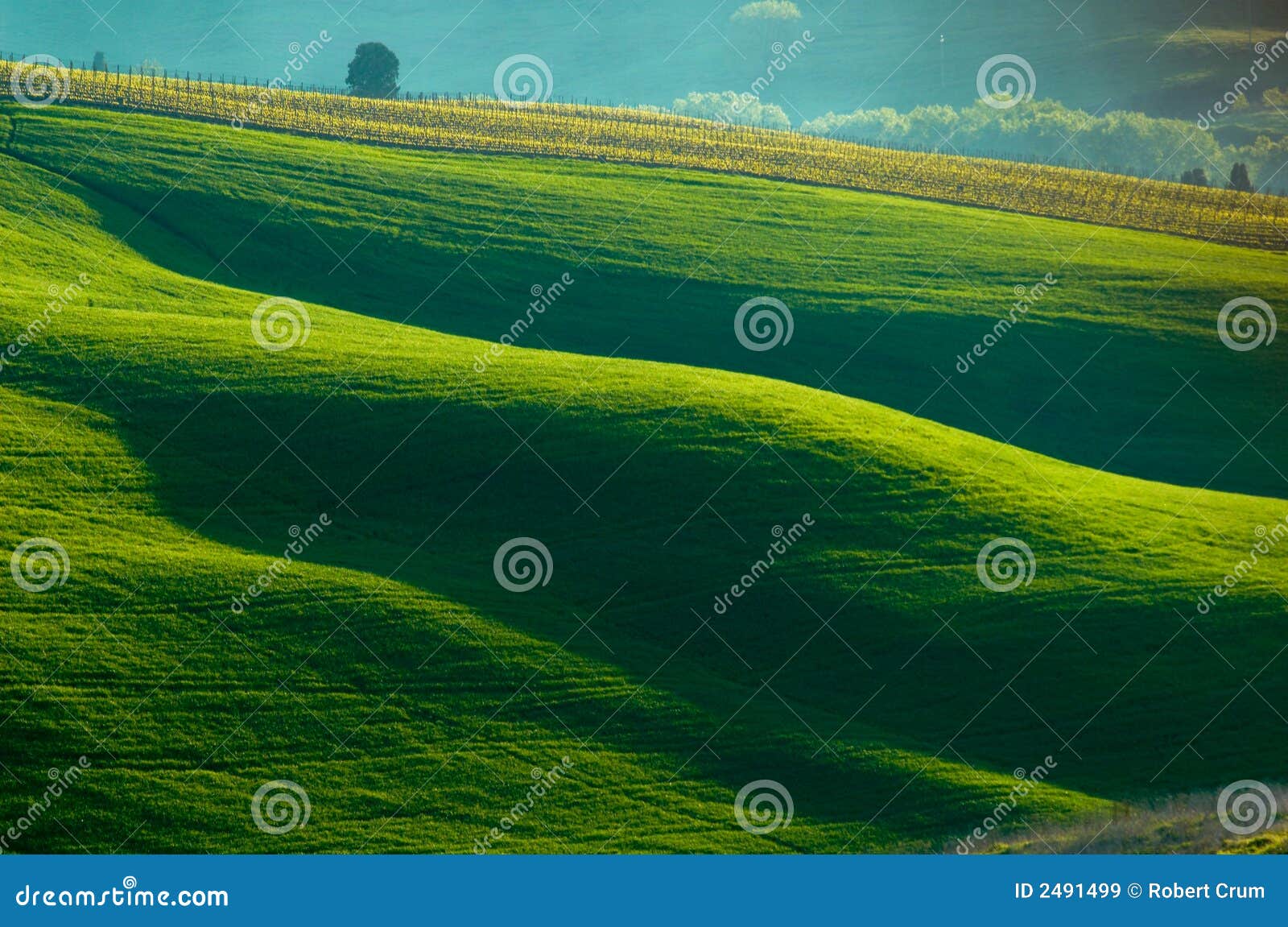 Italian fields stock image. Image of italia, europe, crop - 2491499
