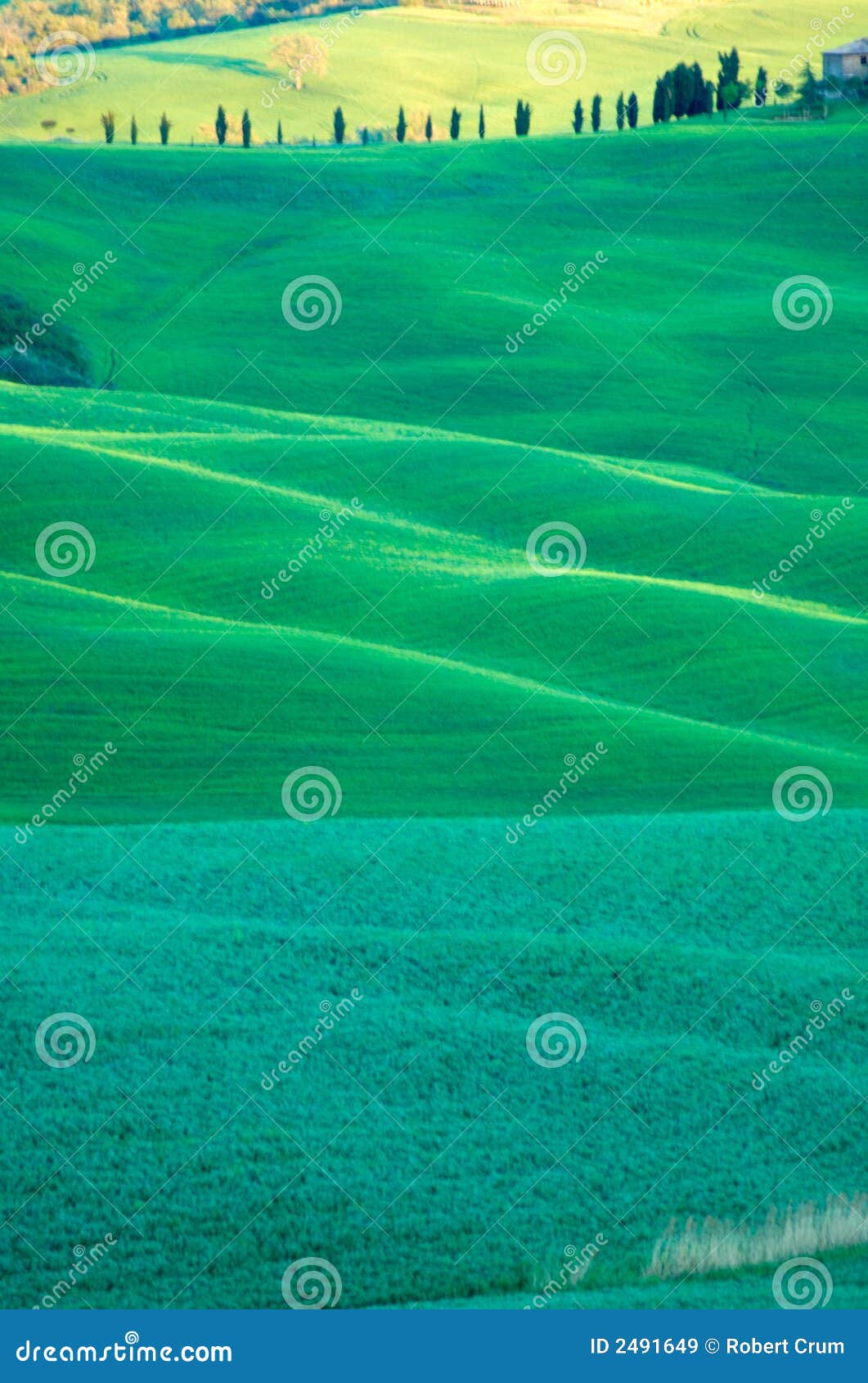 Italian fields stock image. Image of farm, patch, hill - 2491649
