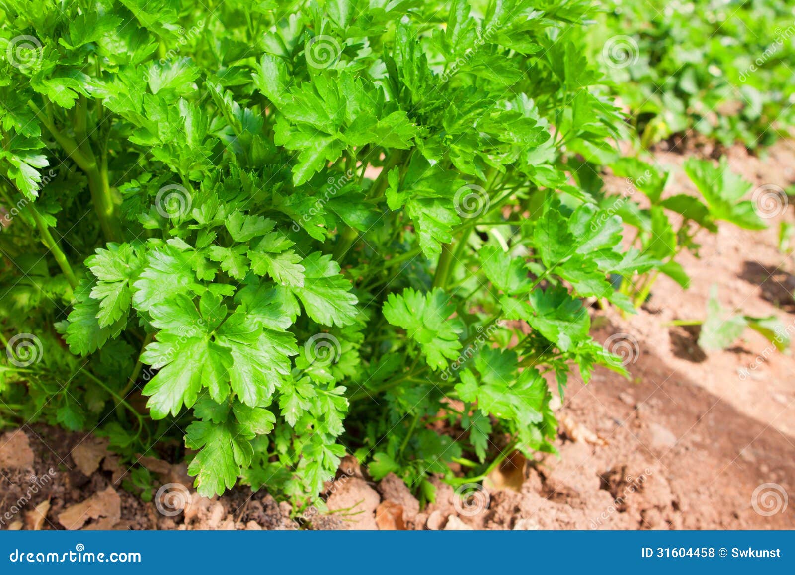 Italian flat leaf parsley stock photo. Image of garden - 31604458