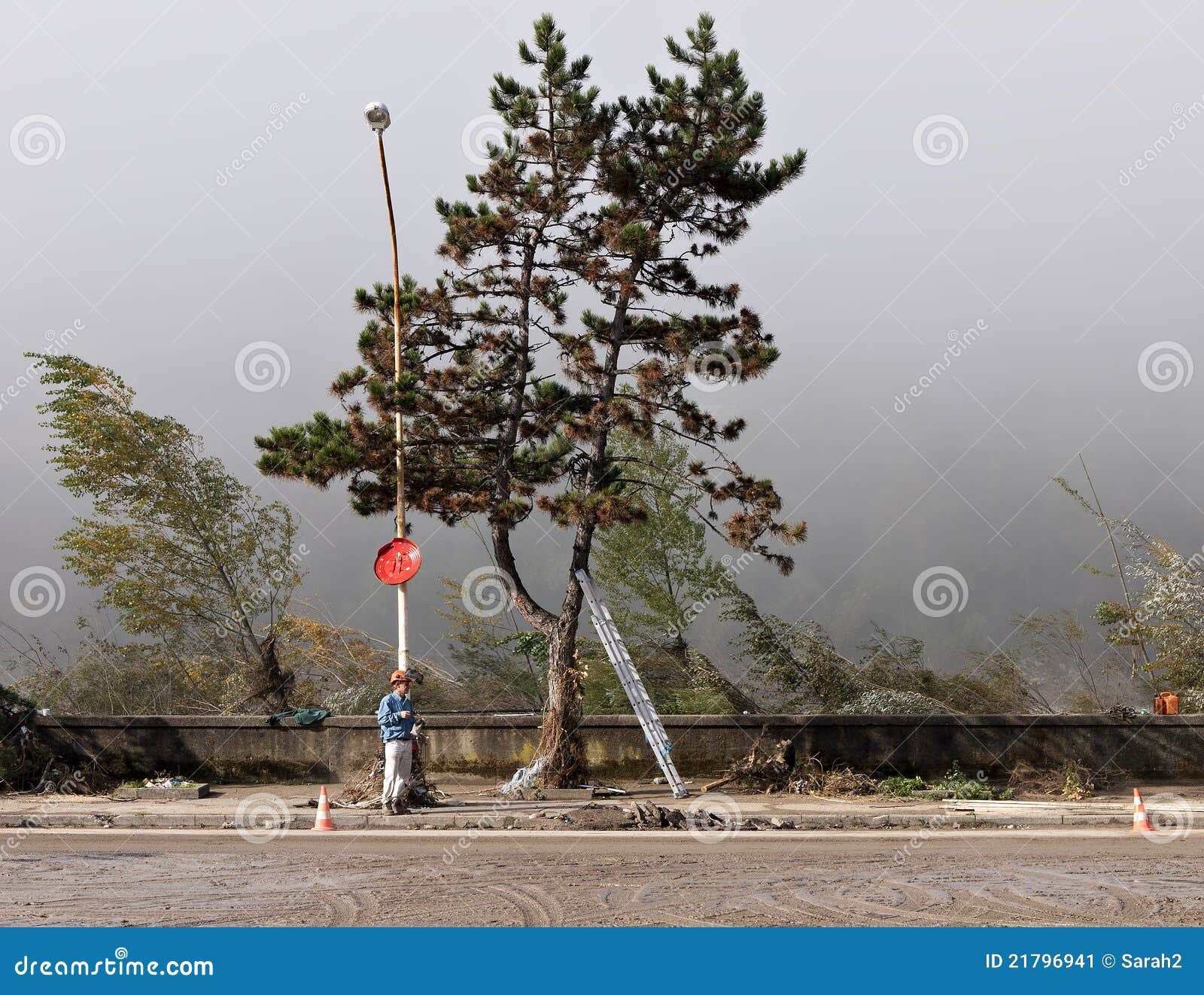 Italian Floods Aftermath - Tree Felling Editorial Photo - Image of ...