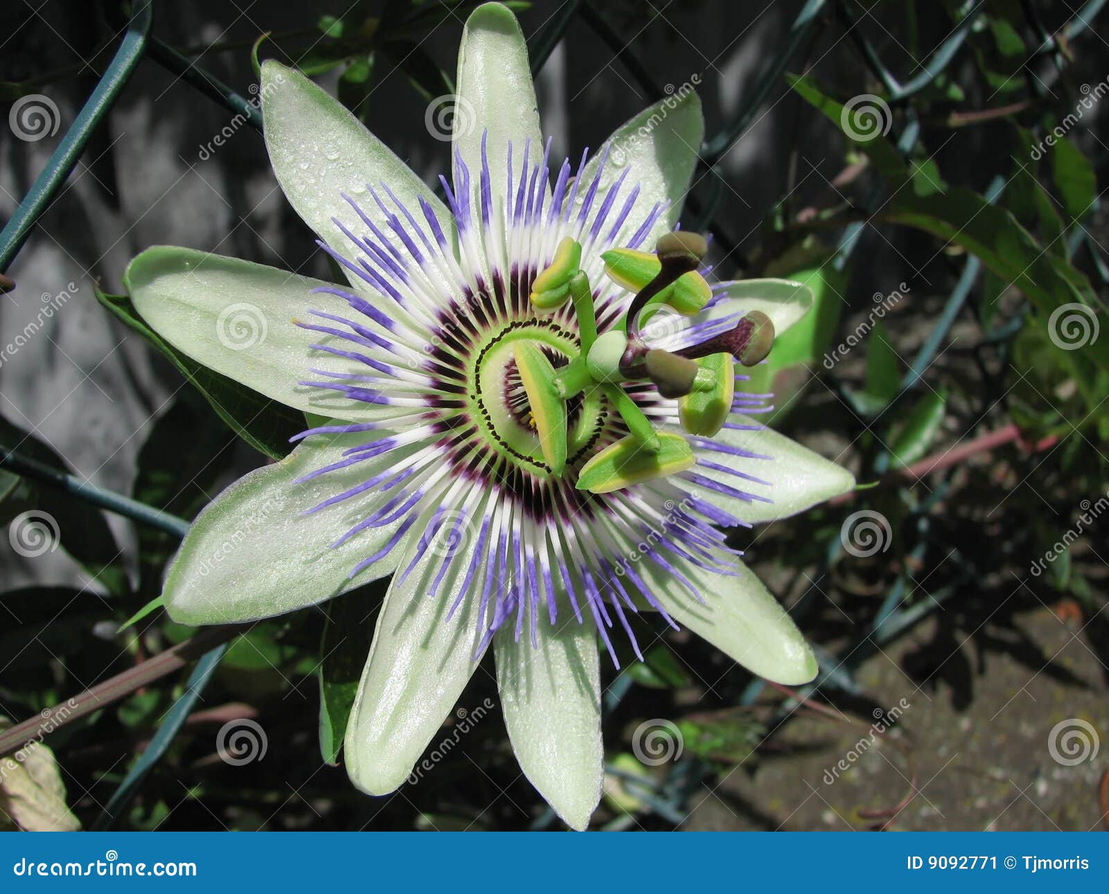 Italian Flower stock image. Image of elegance, purple - 9092771