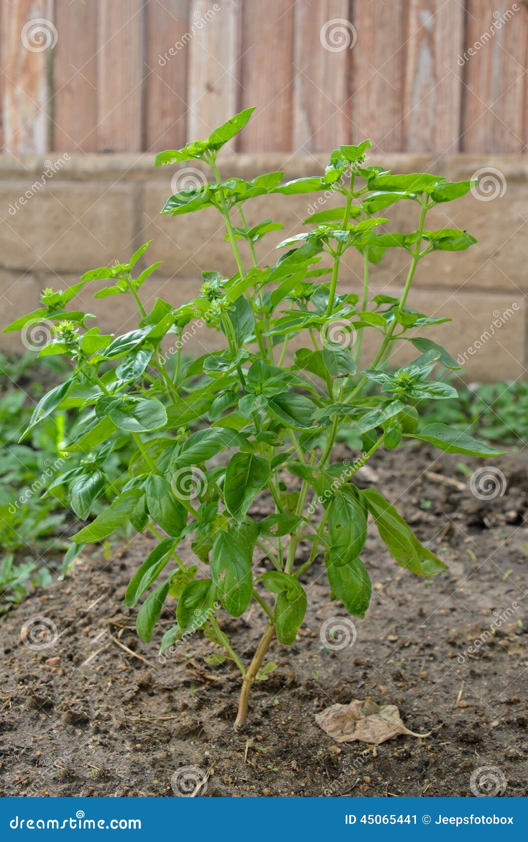 Italian Genovese Basil Bush in Garden Stock Image - Image of germinated ...